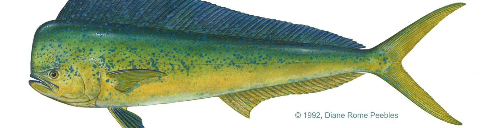 Fish Species in Maldives – Ocean Republic Pvt Ltd (C13982022)